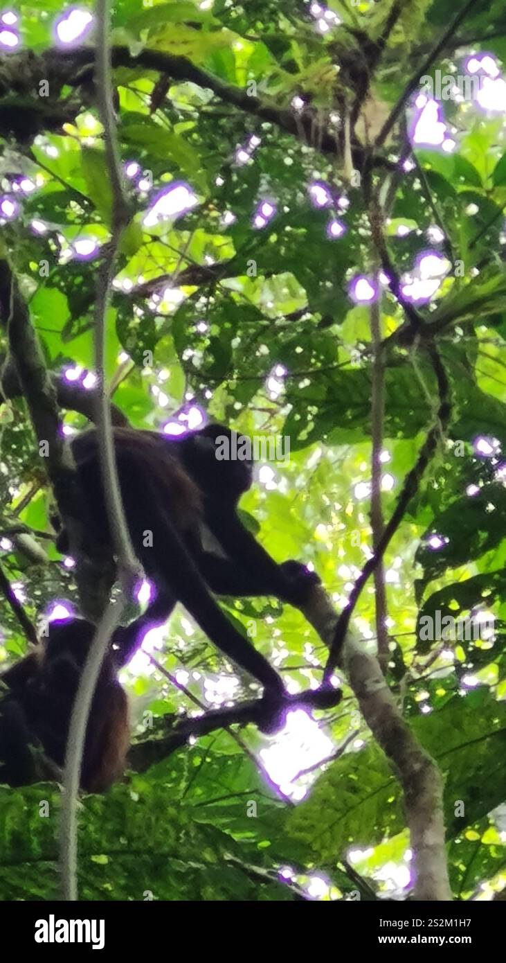 Mantled Howler Monkey (Alouatta palliata Stock Photo - Alamy