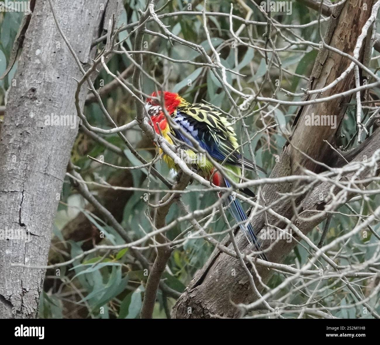 Southeast Eastern Rosella (Platycercus eximius eximius Stock Photo - Alamy