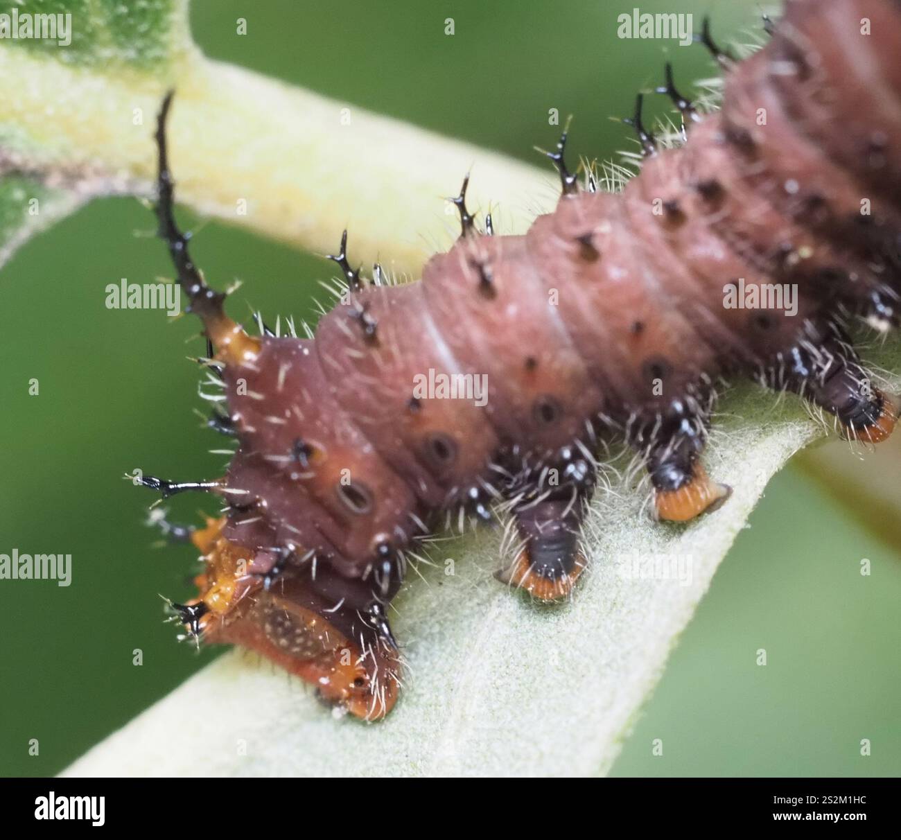 Imperial Moth (Eacles imperialis Stock Photo - Alamy