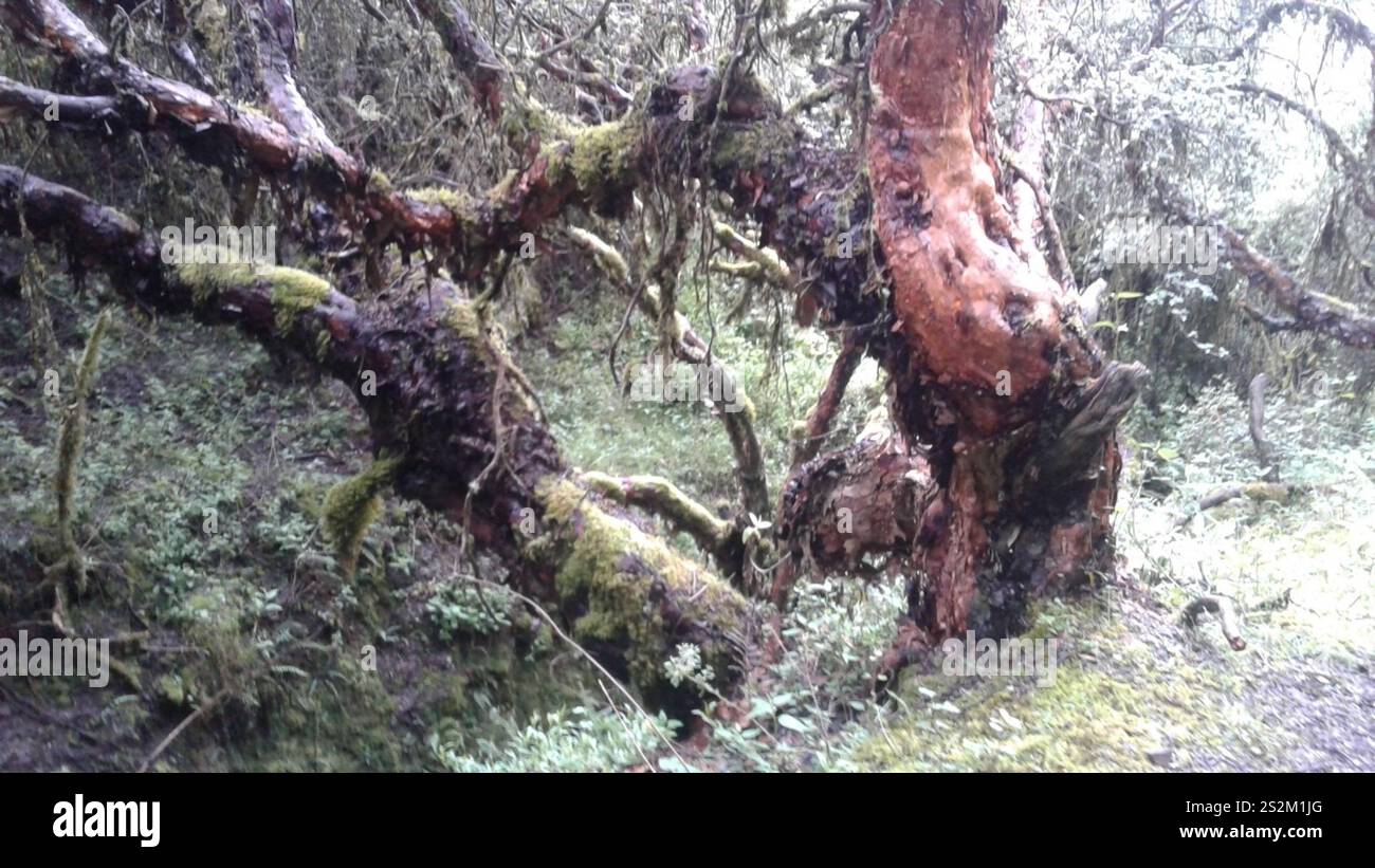 queñua (Polylepis racemosa Stock Photo - Alamy