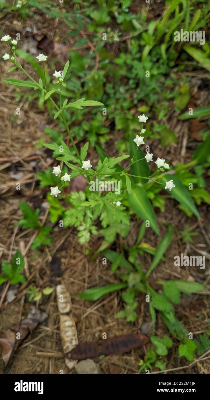 Santa Maria feverfew (Parthenium hysterophorus Stock Photo - Alamy