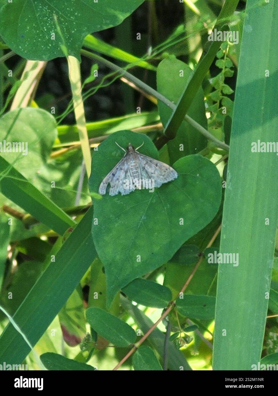 Dusky Herpetogramma Moth (Herpetogramma phaeopteralis Stock Photo - Alamy