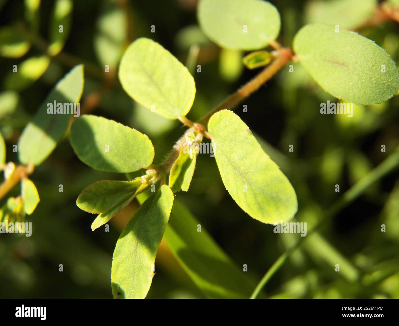 Spotted spurge (Euphorbia maculata Stock Photo - Alamy