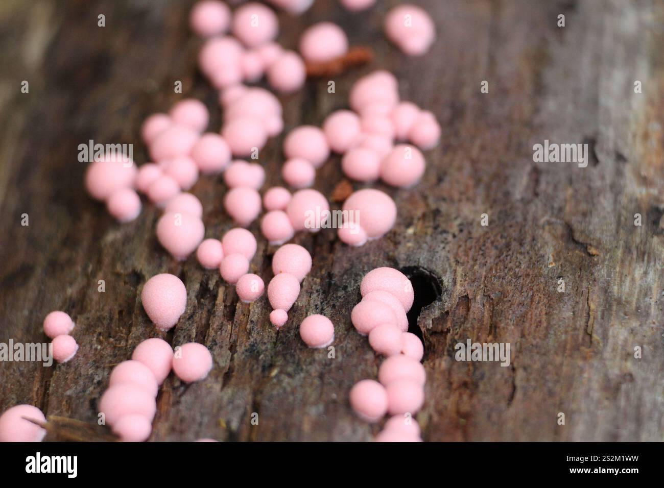 Wolf's Milk (Lycogala epidendrum Stock Photo - Alamy