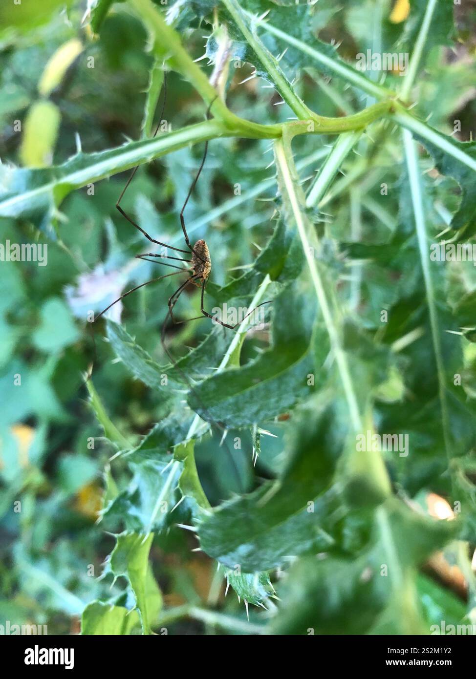 European Harvestman (Phalangium opilio Stock Photo - Alamy