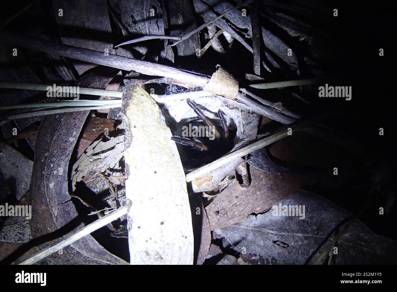 Brown Trapdoor Spiders (Arbanitis Stock Photo - Alamy