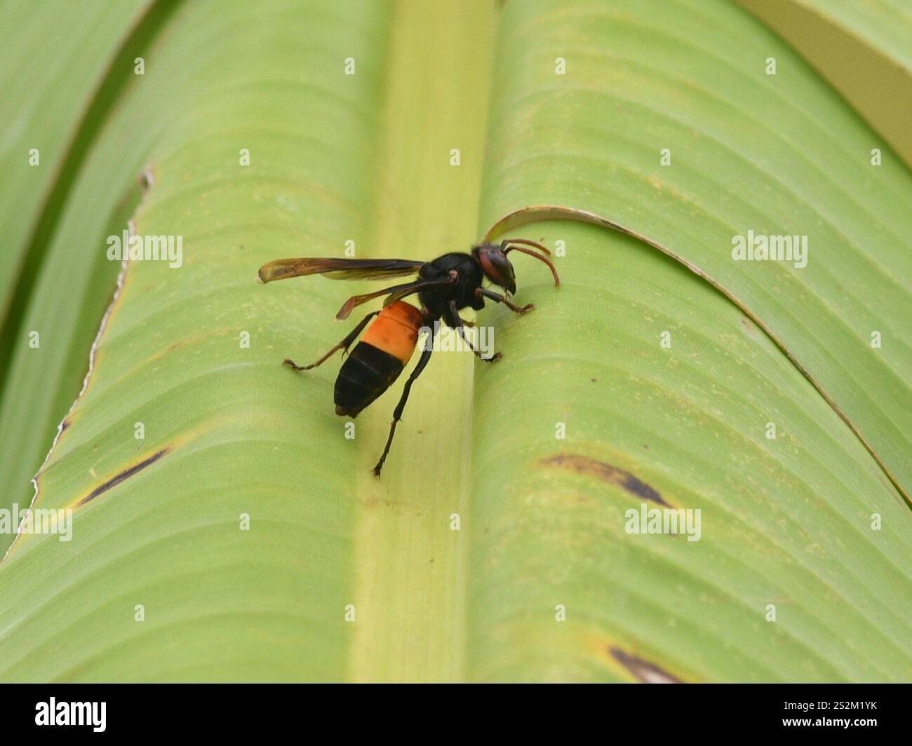 Lesser Banded Hornet (Vespa affinis Stock Photo - Alamy