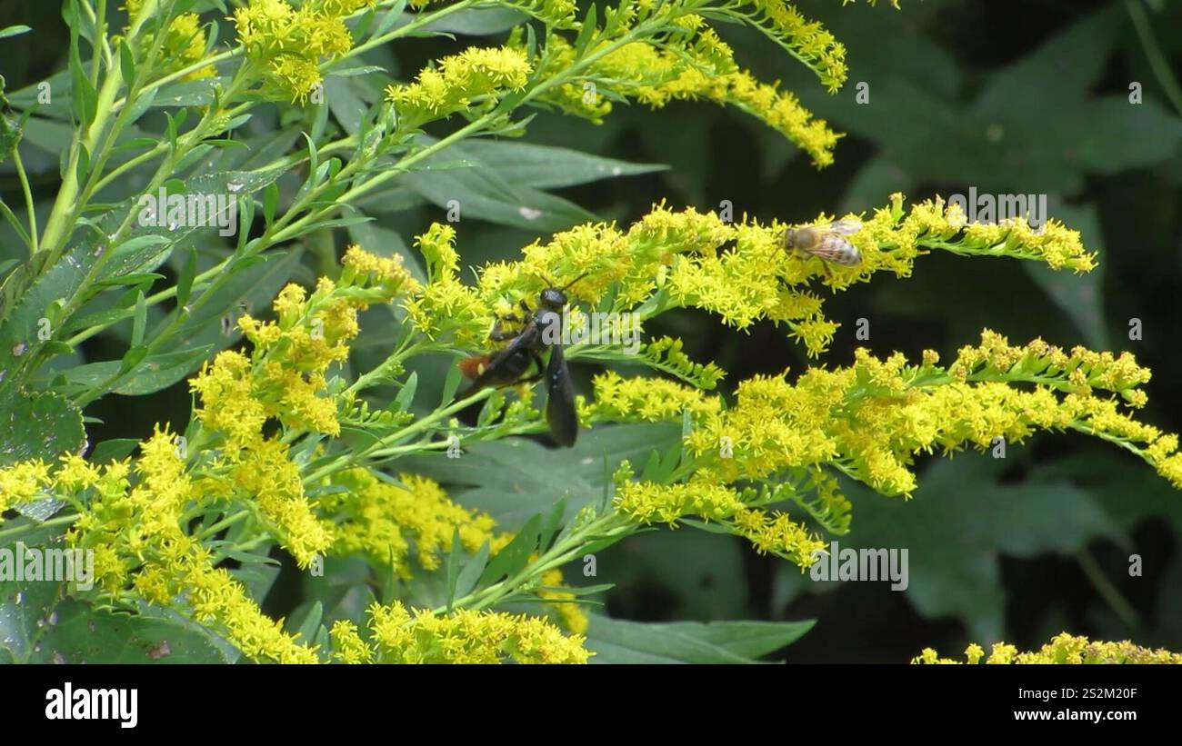 Blue-winged Scoliid Wasp (Scolia dubia Stock Photo - Alamy