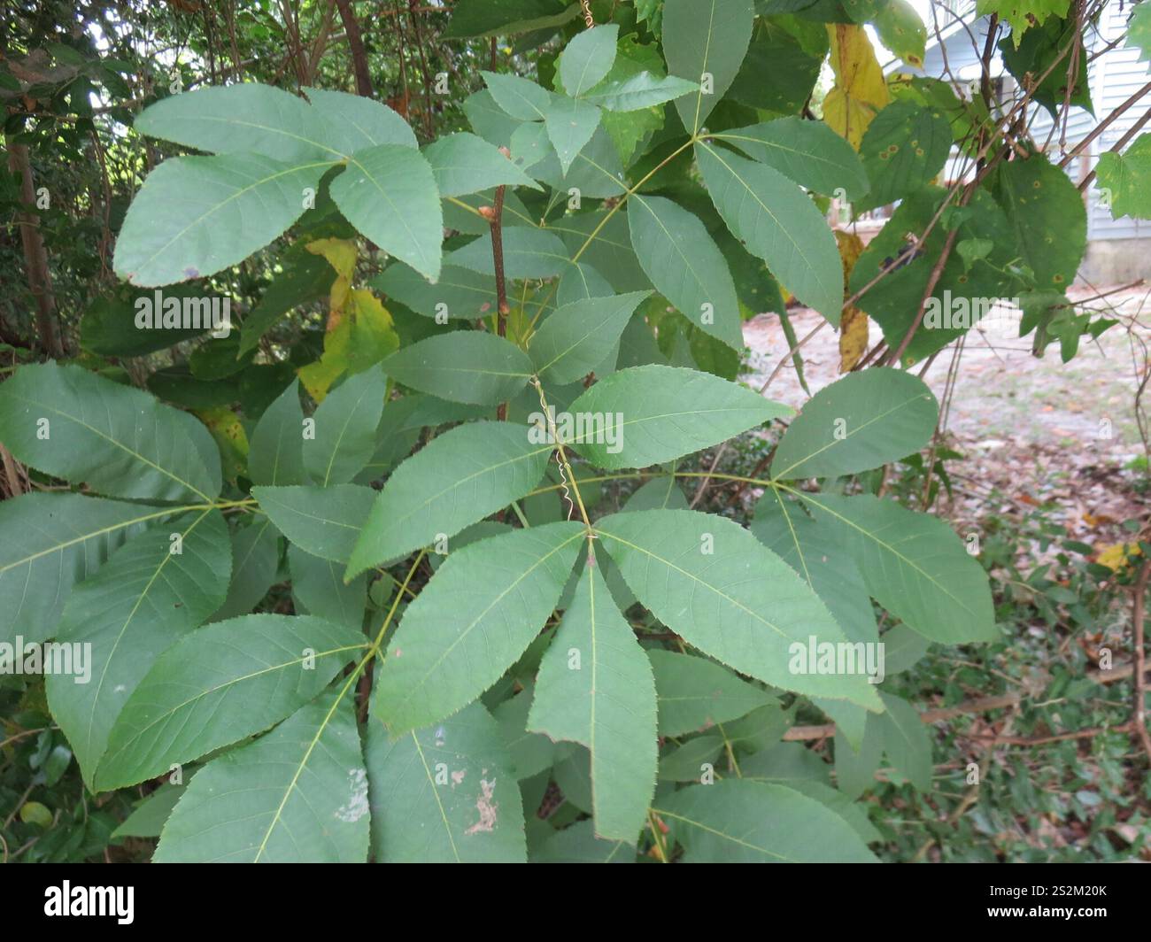 pignut hickory (Carya glabra Stock Photo - Alamy