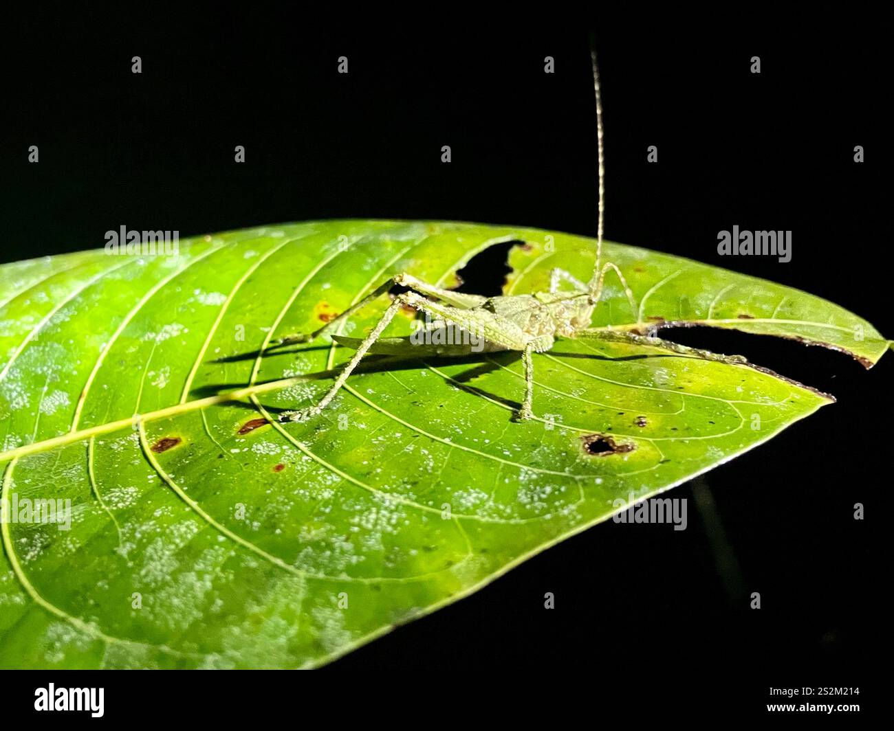 True Katydids (Pseudophyllinae Stock Photo - Alamy