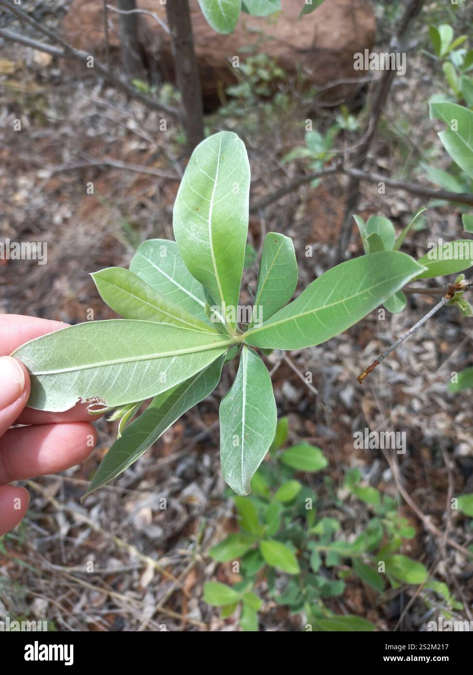 silver terminalia (Terminalia sericea Stock Photo - Alamy