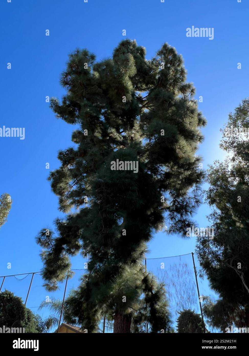 Canary Island pine (Pinus canariensis Stock Photo - Alamy