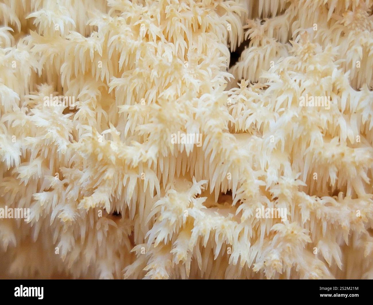 Coral tooth fungus (Hericium coralloides Stock Photo - Alamy