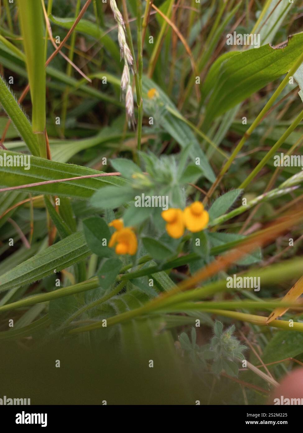 Hairy Bird's-foot-trefoil (Lotus subbiflorus Stock Photo - Alamy
