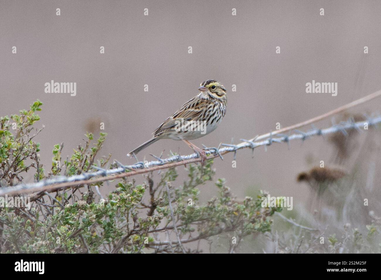 Savannah Sparrow (Passerculus sandwichensis Stock Photo - Alamy