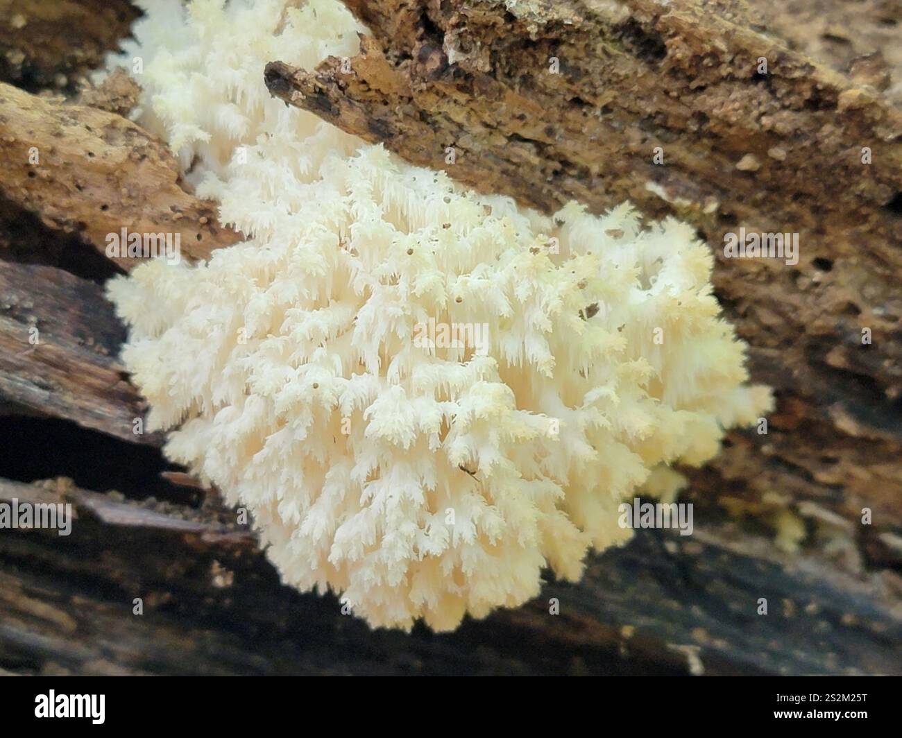 Coral tooth fungus (Hericium coralloides Stock Photo - Alamy