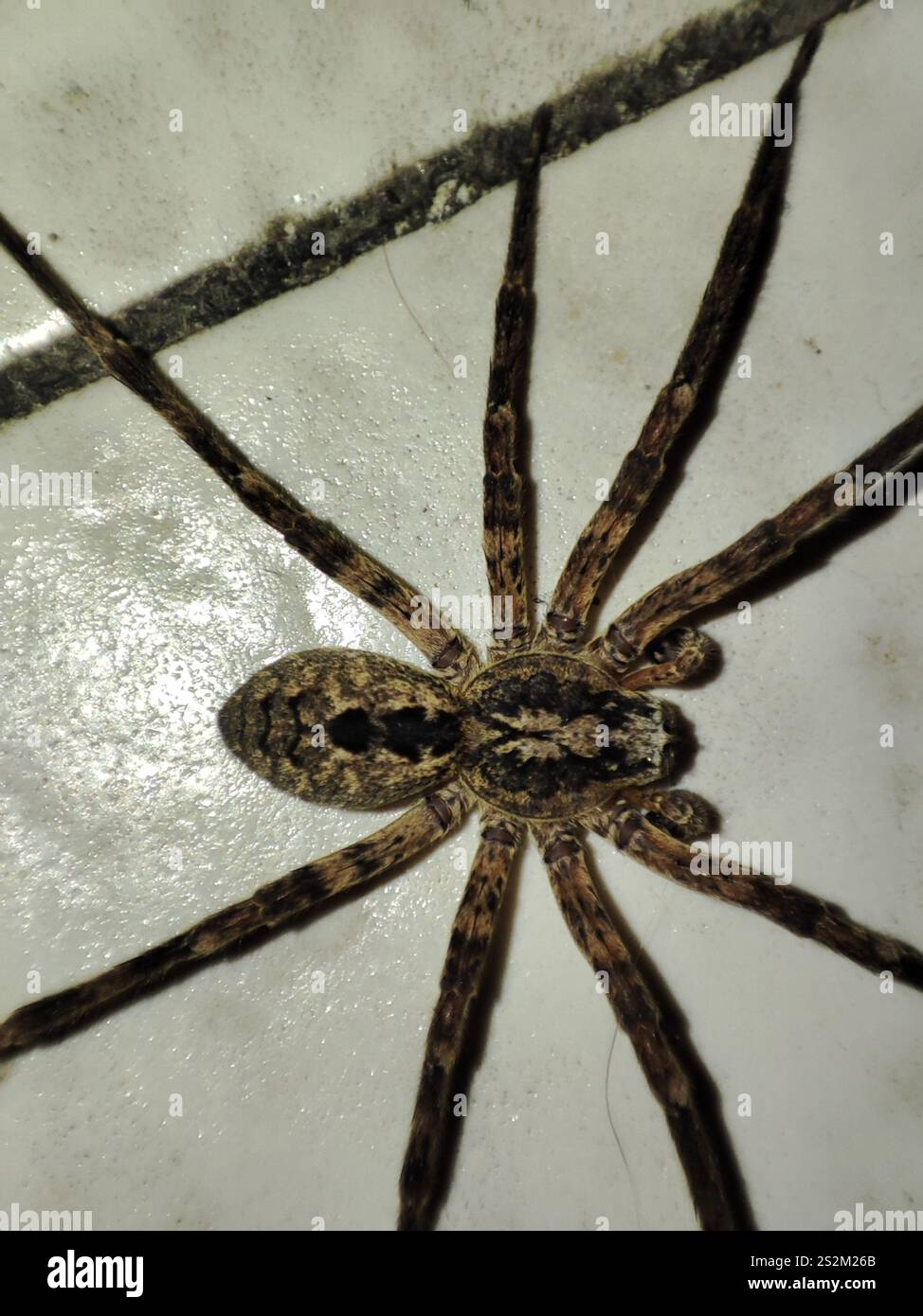 Mediterranean Spiny False Wolf Spider (Zoropsis spinimana Stock Photo ...