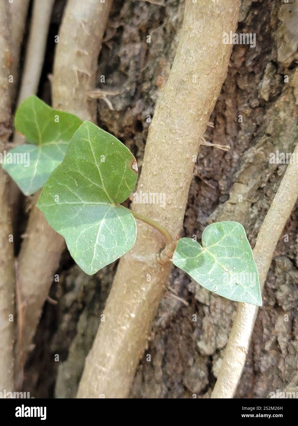 Atlantic Ivy (Hedera hibernica Stock Photo - Alamy