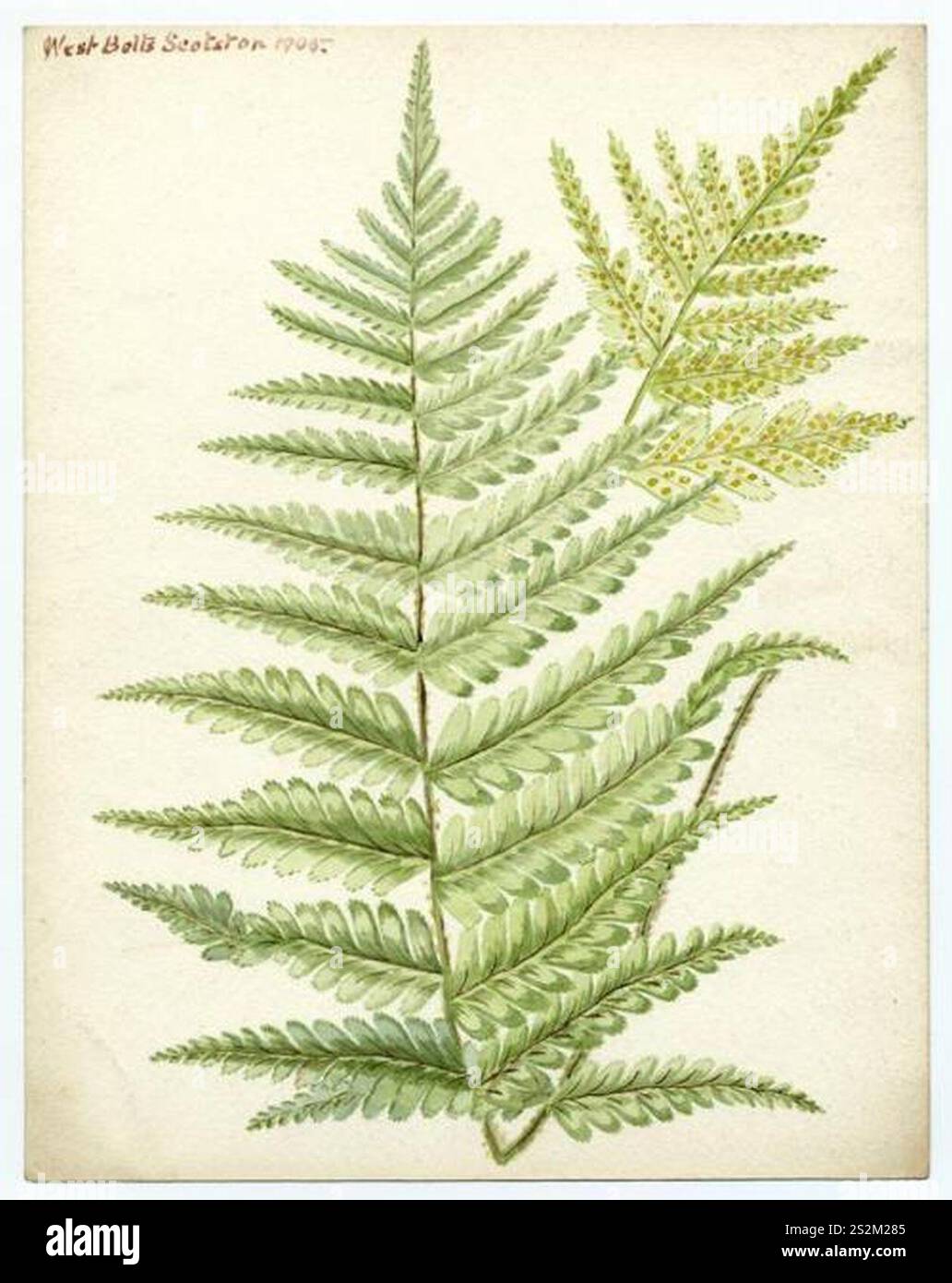 Fern - William Catto Stock Photo - Alamy