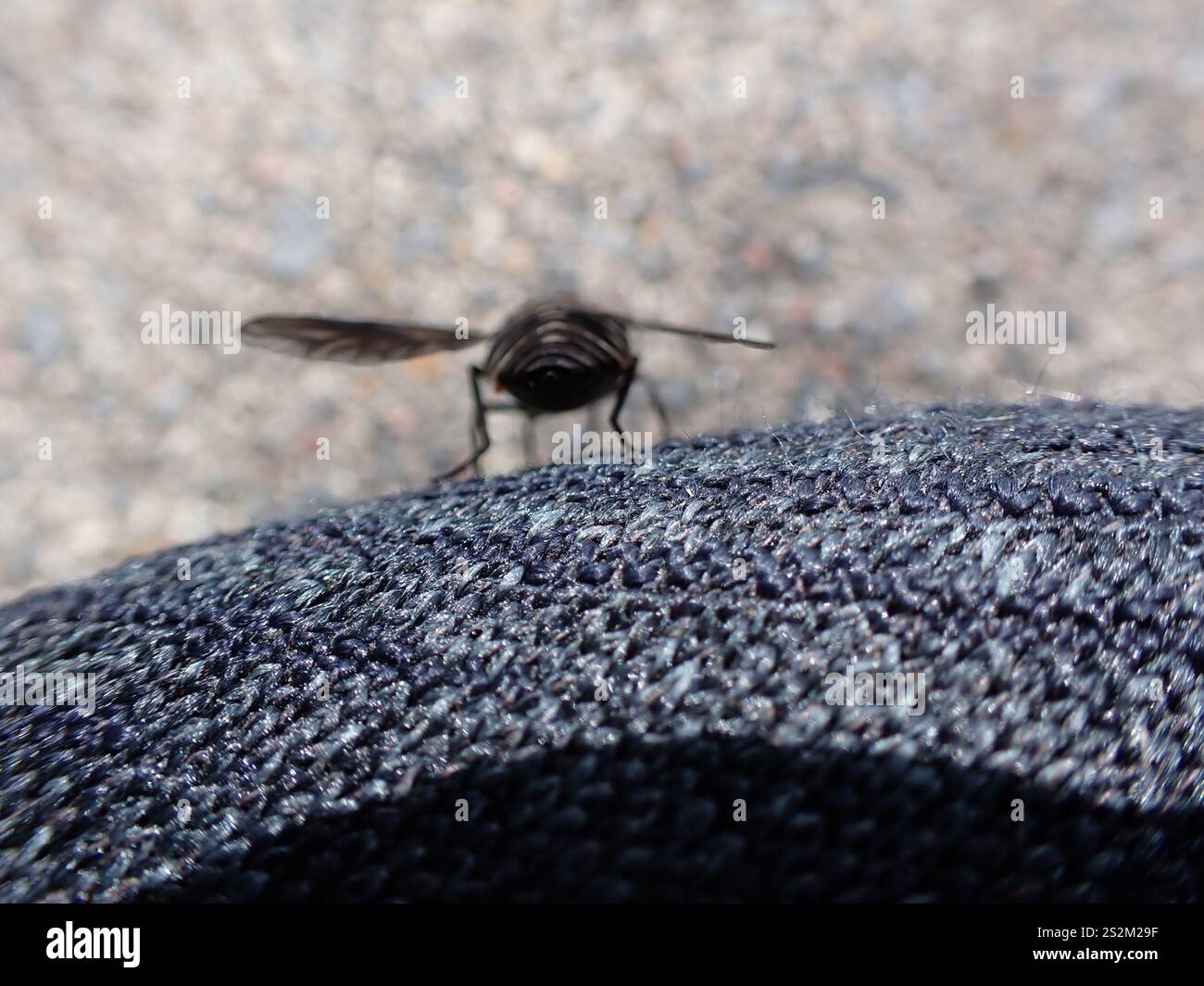 Horse and Deer Flies (Tabanidae Stock Photo - Alamy