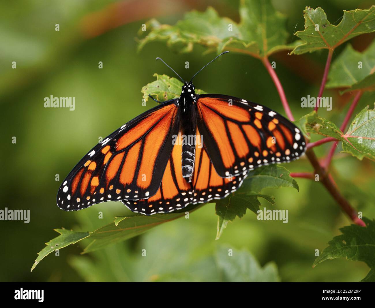 Monarch (Danaus plexippus Stock Photo - Alamy