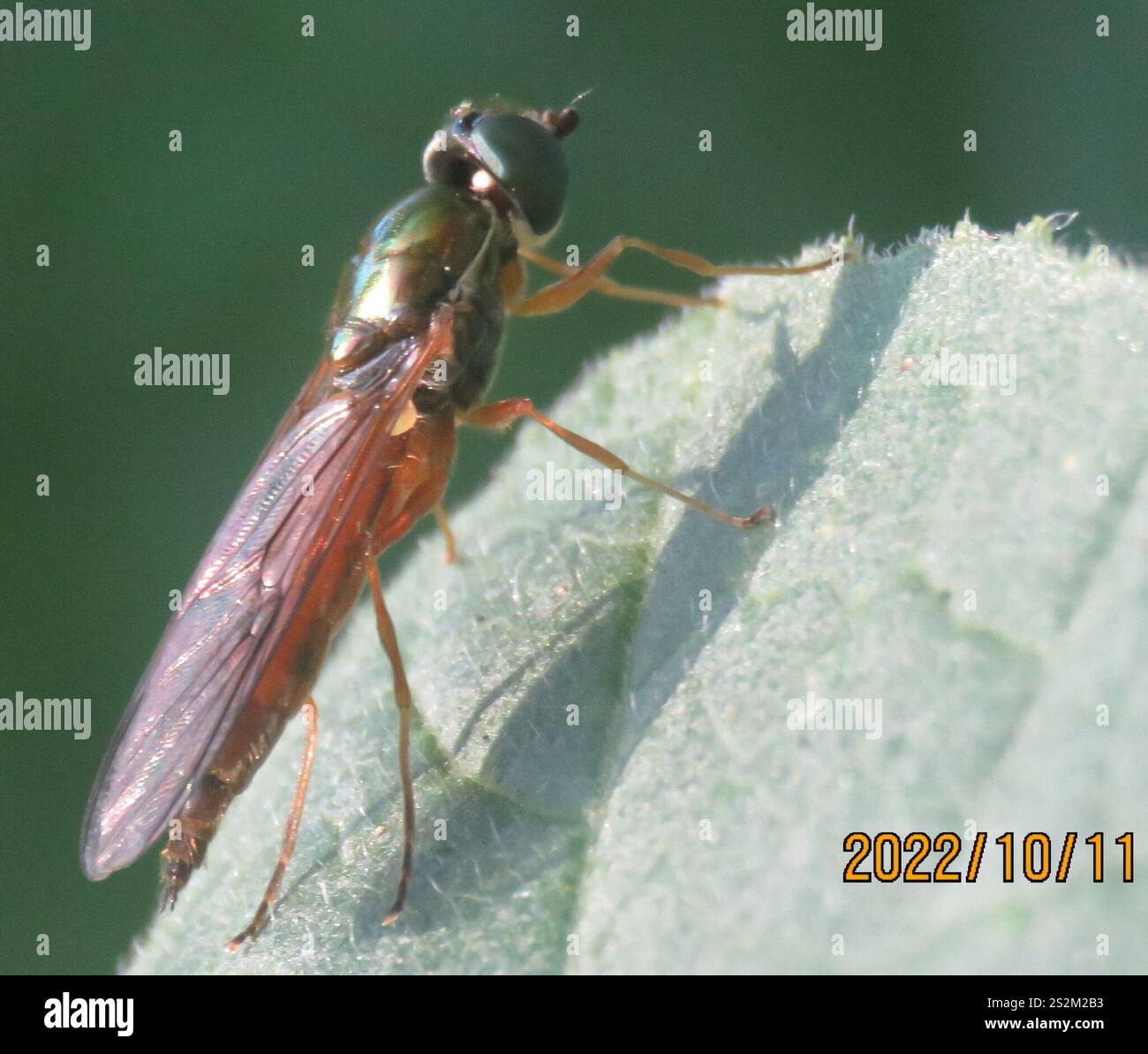 Twin-Spot Centurion Fly (Sargus bipunctatus Stock Photo - Alamy