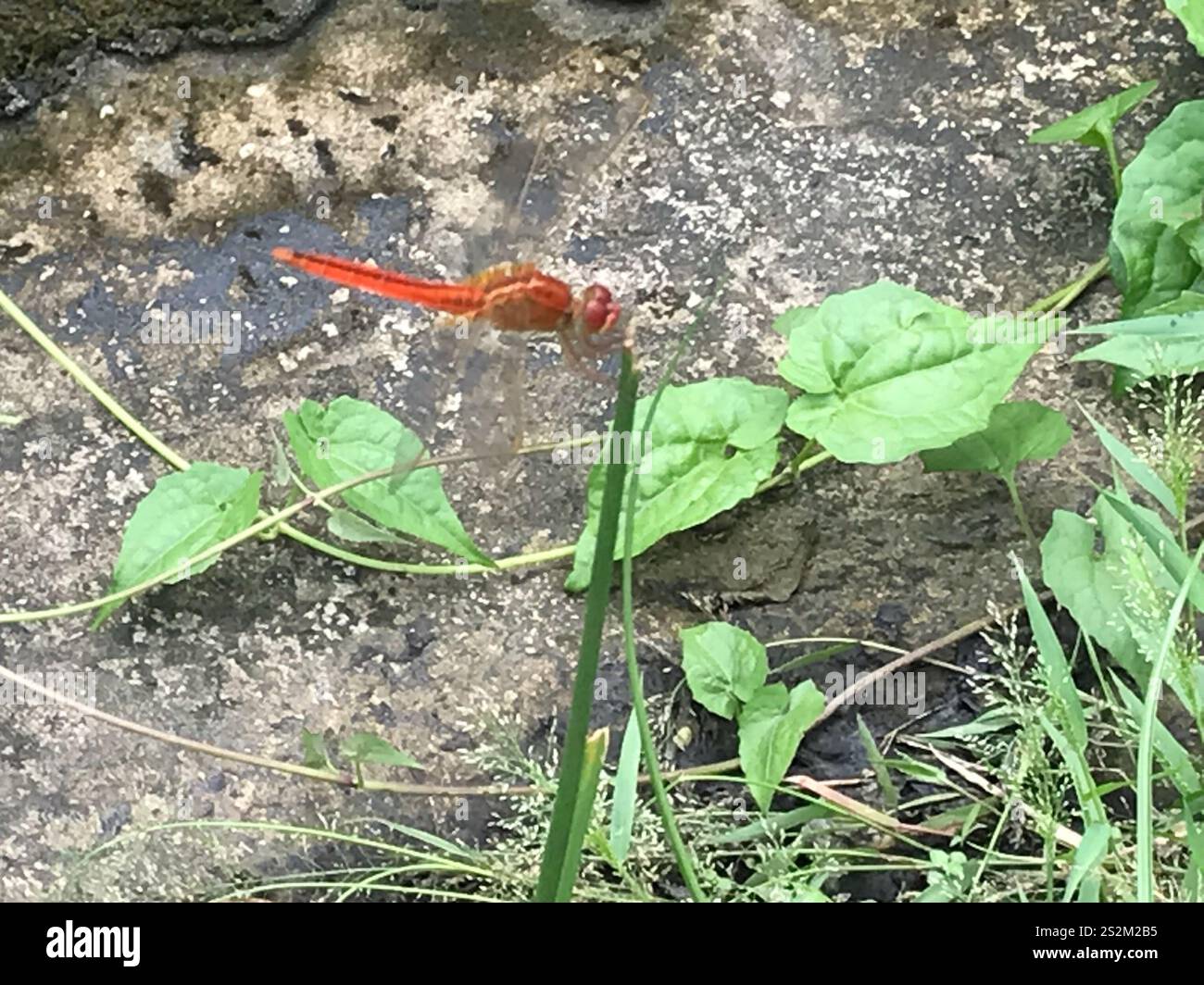 Scarlet Skimmer (Crocothemis servilia Stock Photo - Alamy