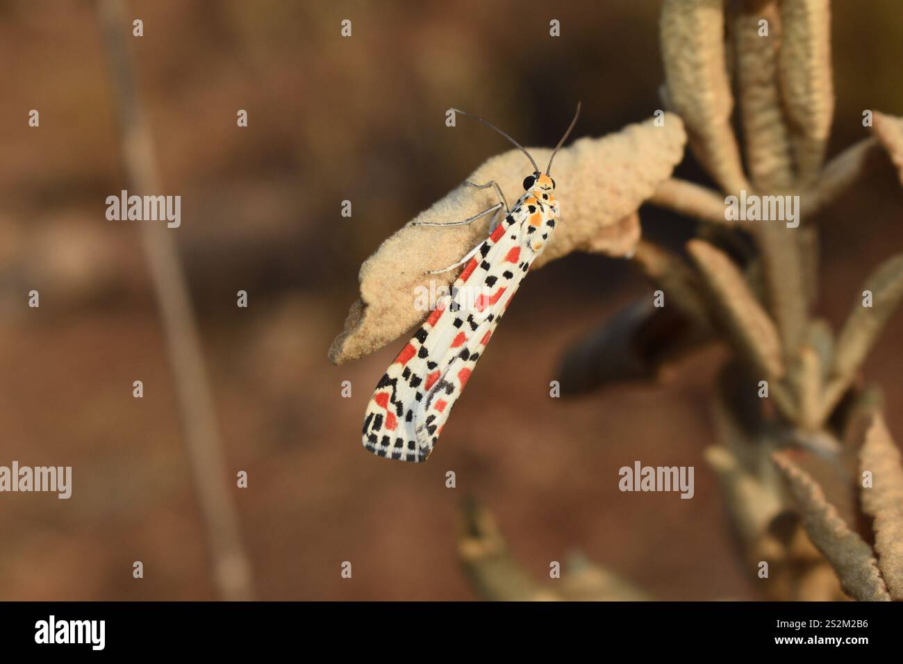 Crimson-speckled Flunkey (Utetheisa pulchella Stock Photo - Alamy