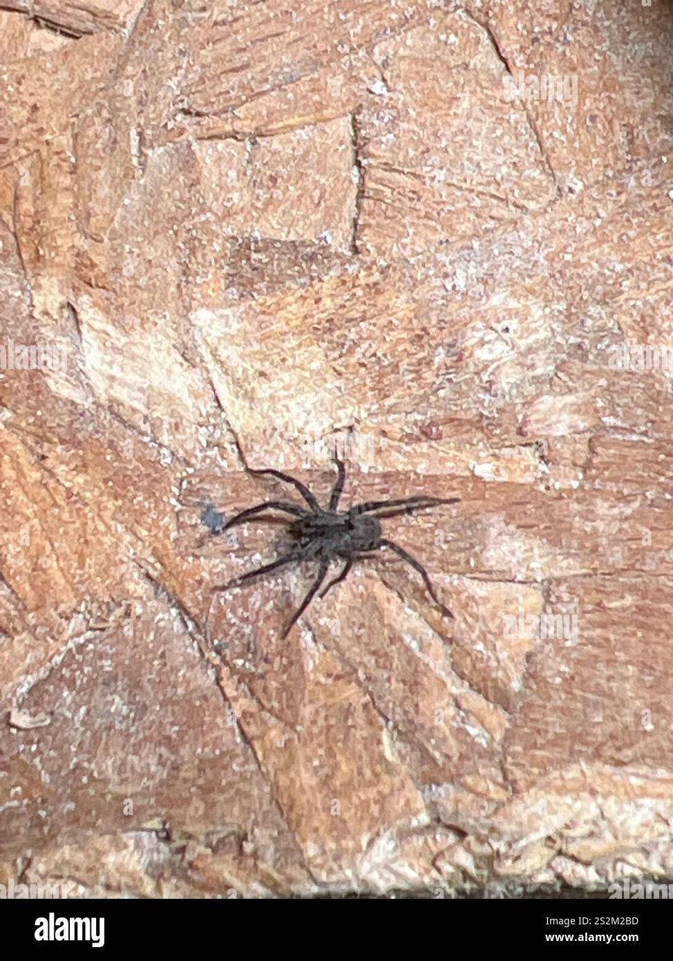 Brush-legged Spiders (Schizocosa Stock Photo - Alamy