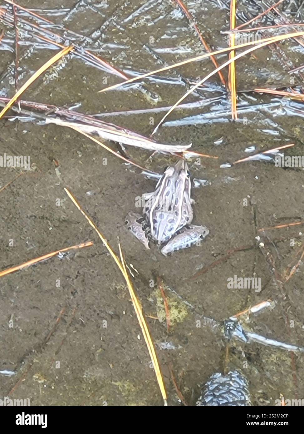Southern Leopard Frog (Lithobates sphenocephalus Stock Photo - Alamy