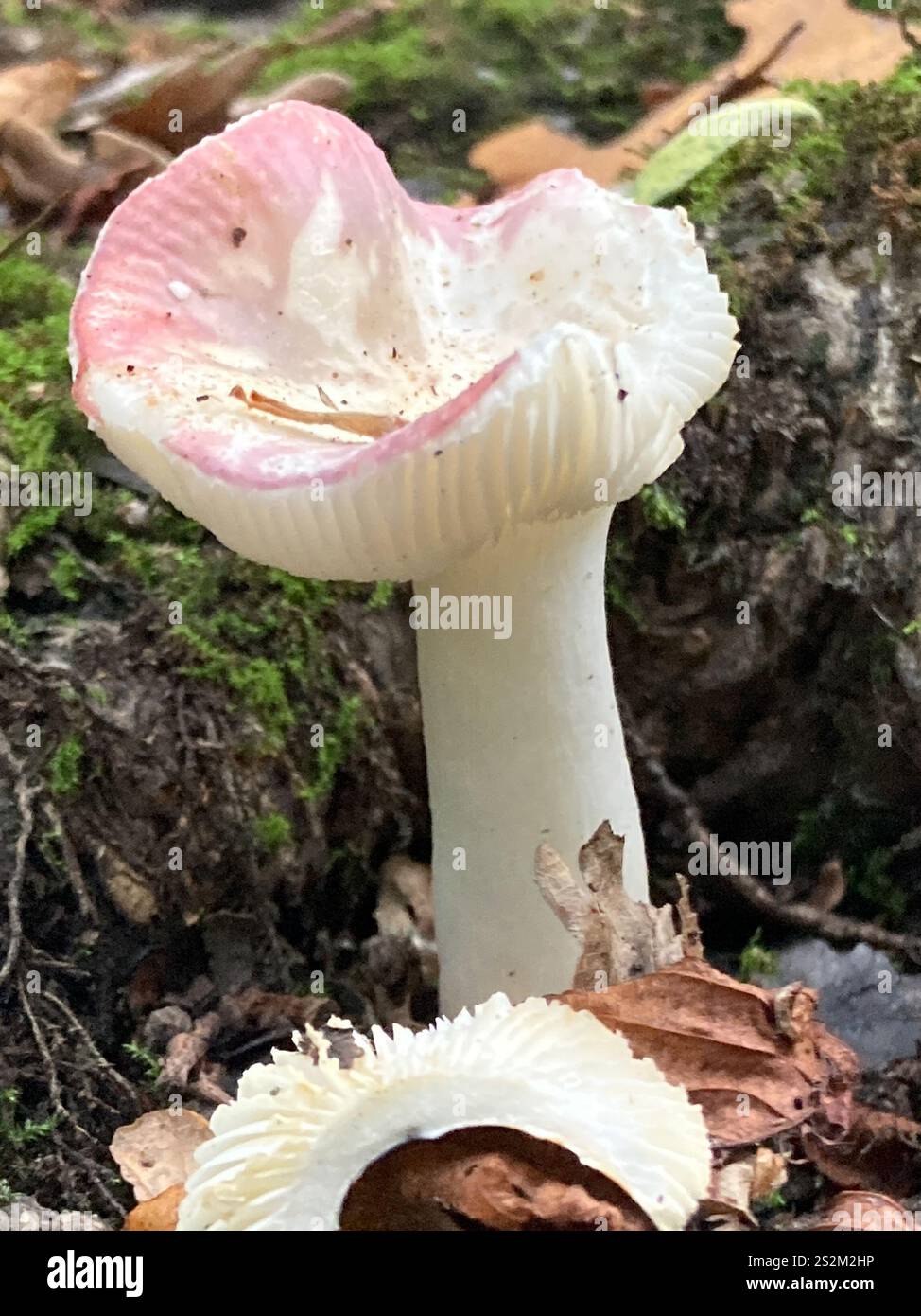 Fragile Brittlegill (Russula fragilis Stock Photo - Alamy