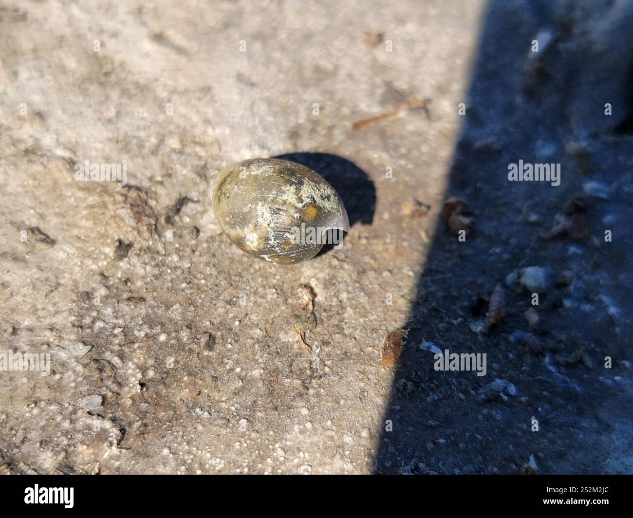 Japanese Bubble Snail (Haloa japonica Stock Photo - Alamy