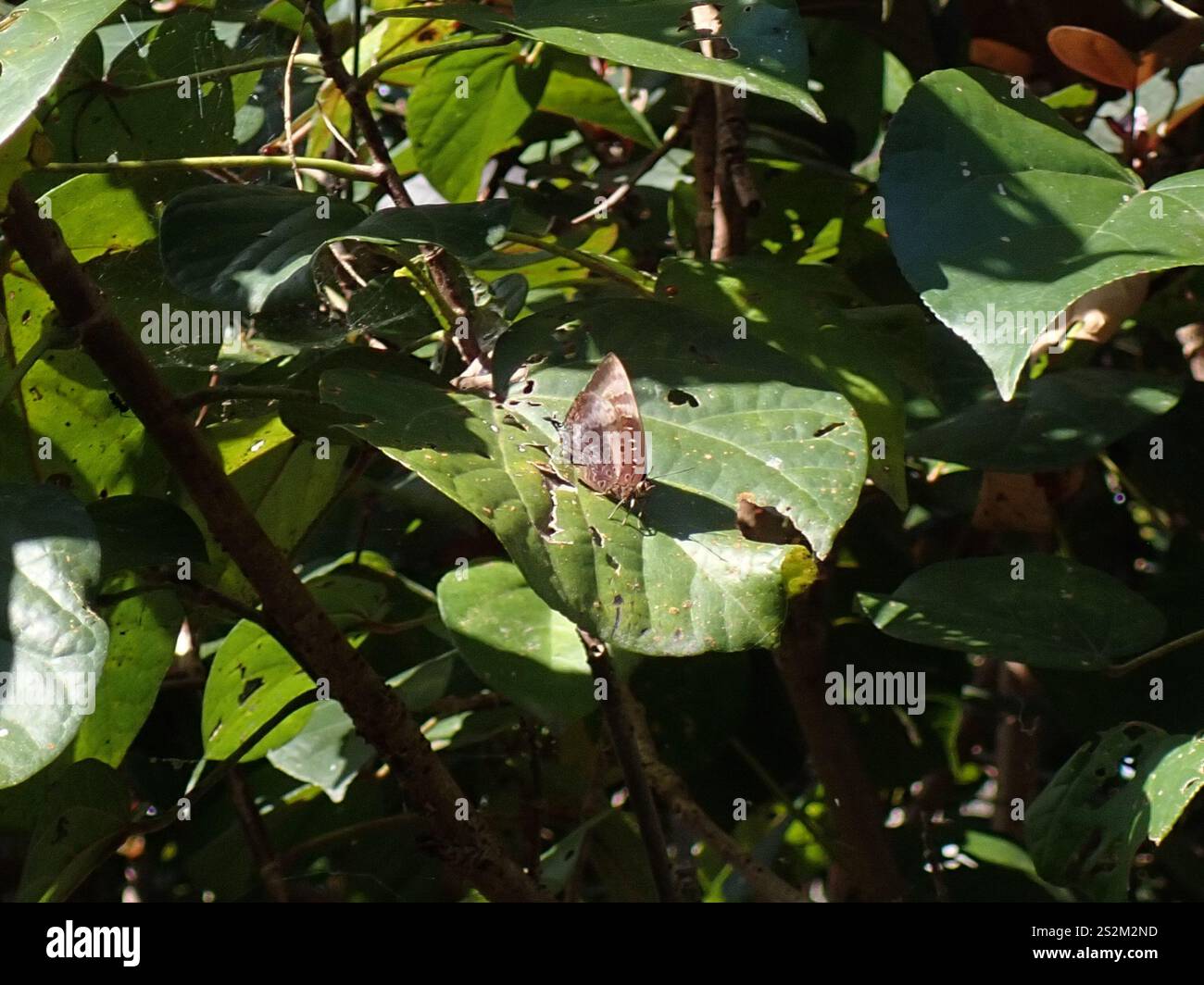 Shining Oak-blue (Arhopala micale Stock Photo - Alamy