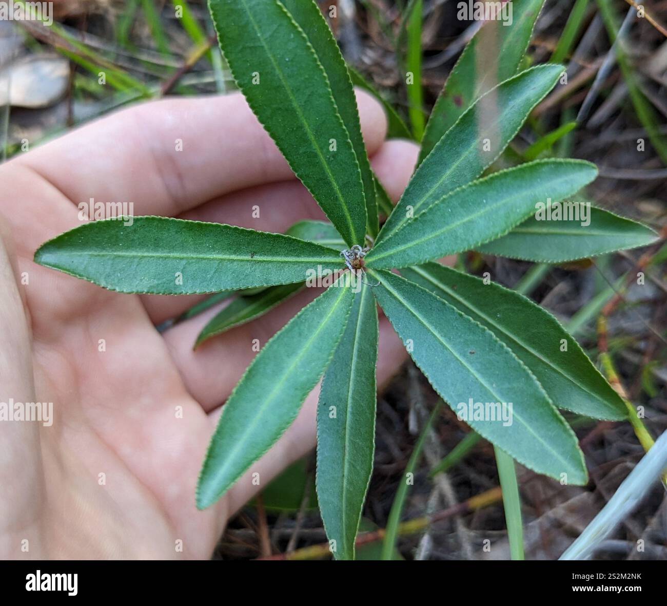 Queen's Delight (Stillingia sylvatica Stock Photo - Alamy