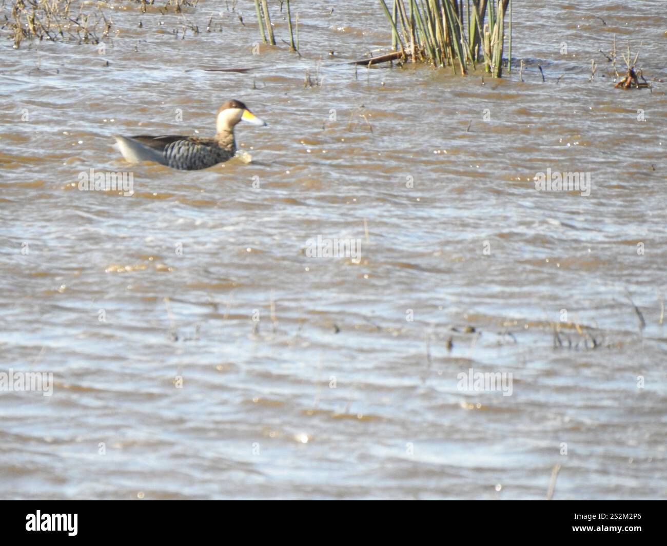 Silver Teal (Spatula versicolor Stock Photo - Alamy