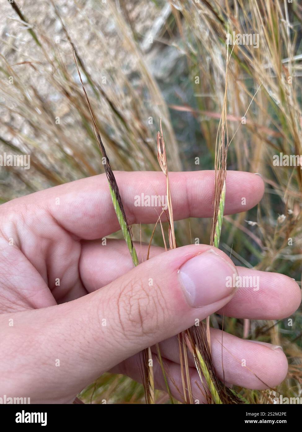 tanglehead (Heteropogon contortus Stock Photo - Alamy