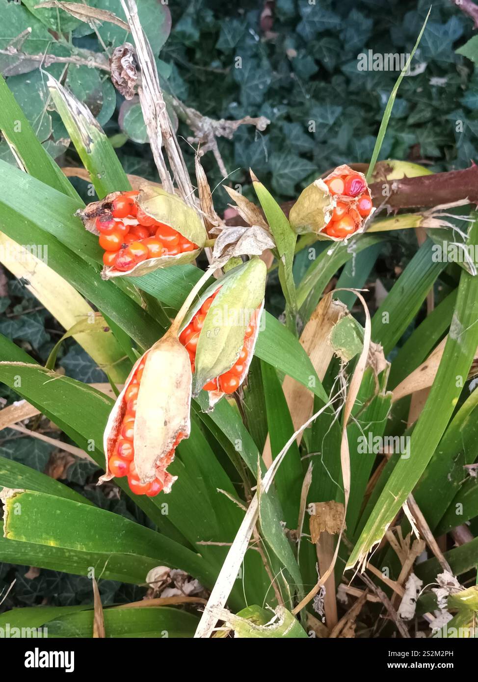 Stinking iris (Iris foetidissima Stock Photo - Alamy