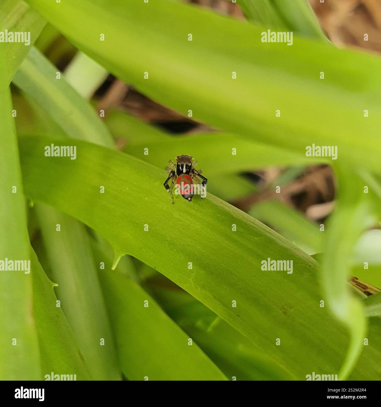 Common Peacock Spider (Maratus pavonis Stock Photo - Alamy