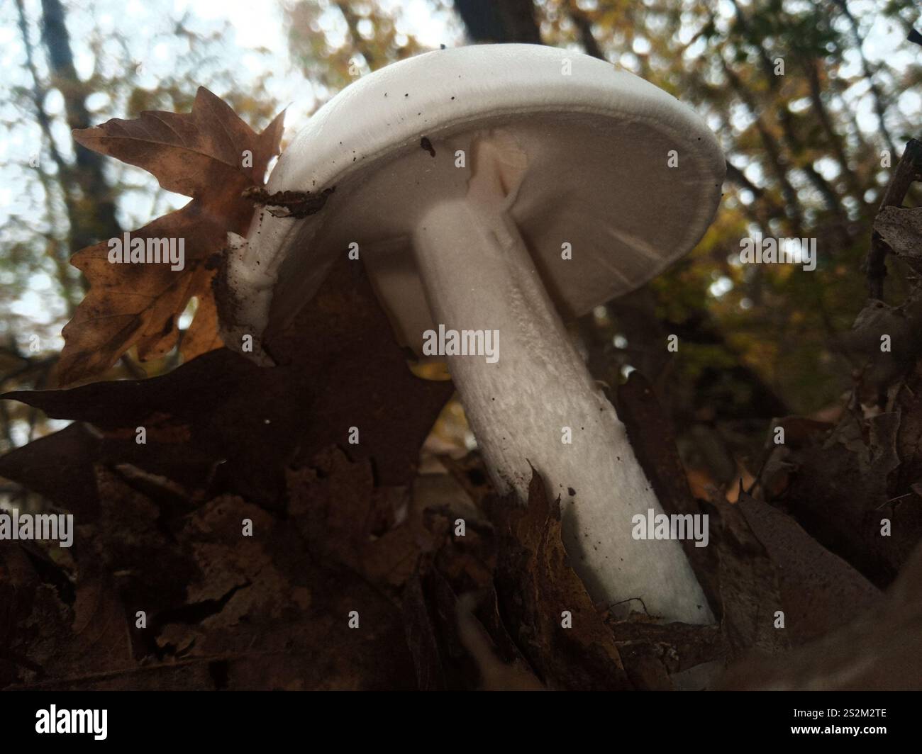 Eastern North American Destroying Angel (Amanita bisporigera Stock ...