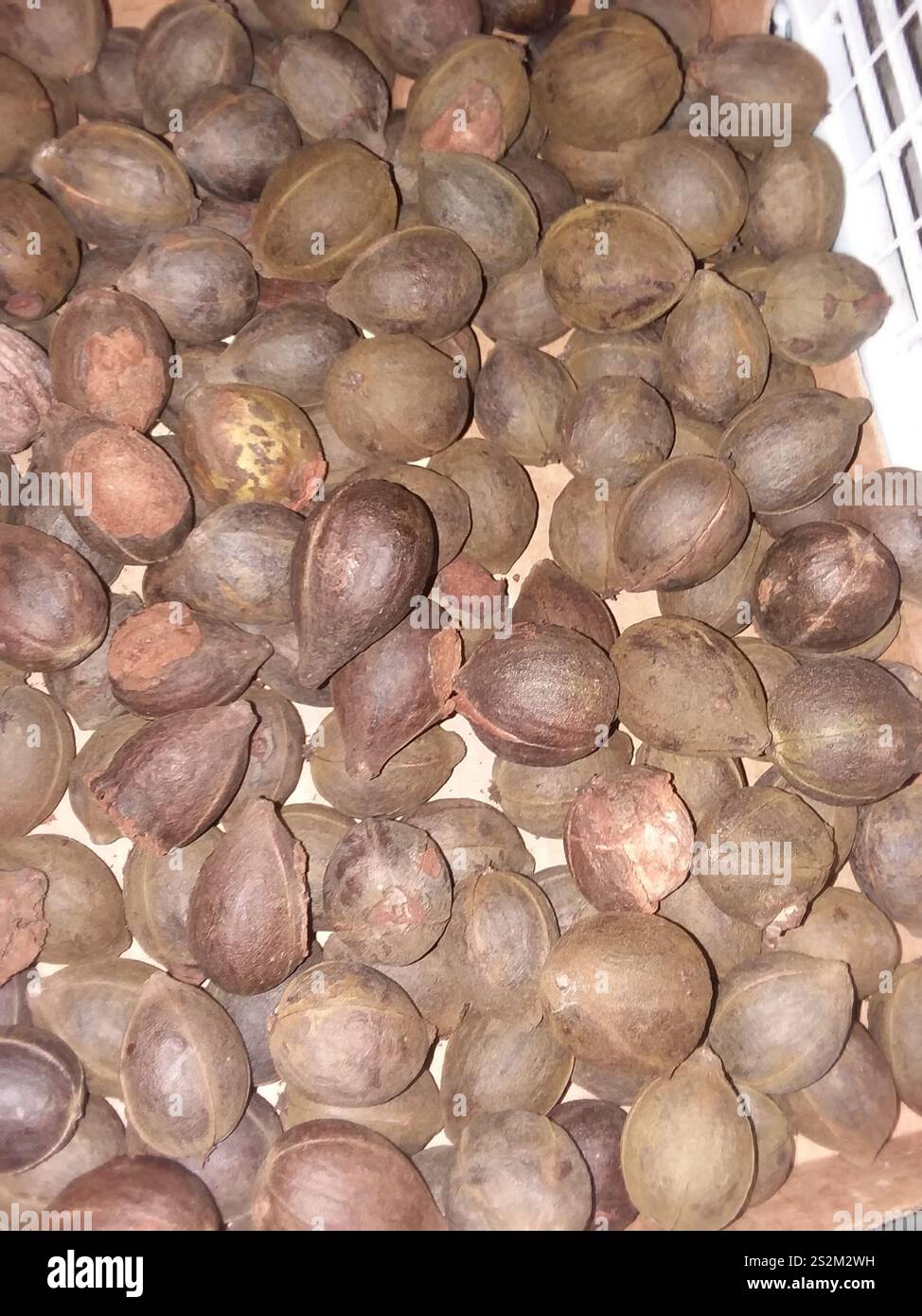 pignut hickory (Carya glabra Stock Photo - Alamy