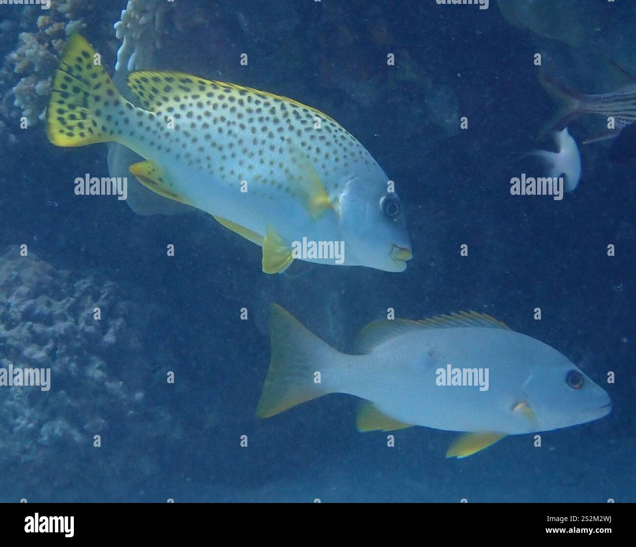 Onespot Snapper (Lutjanus monostigma Stock Photo - Alamy