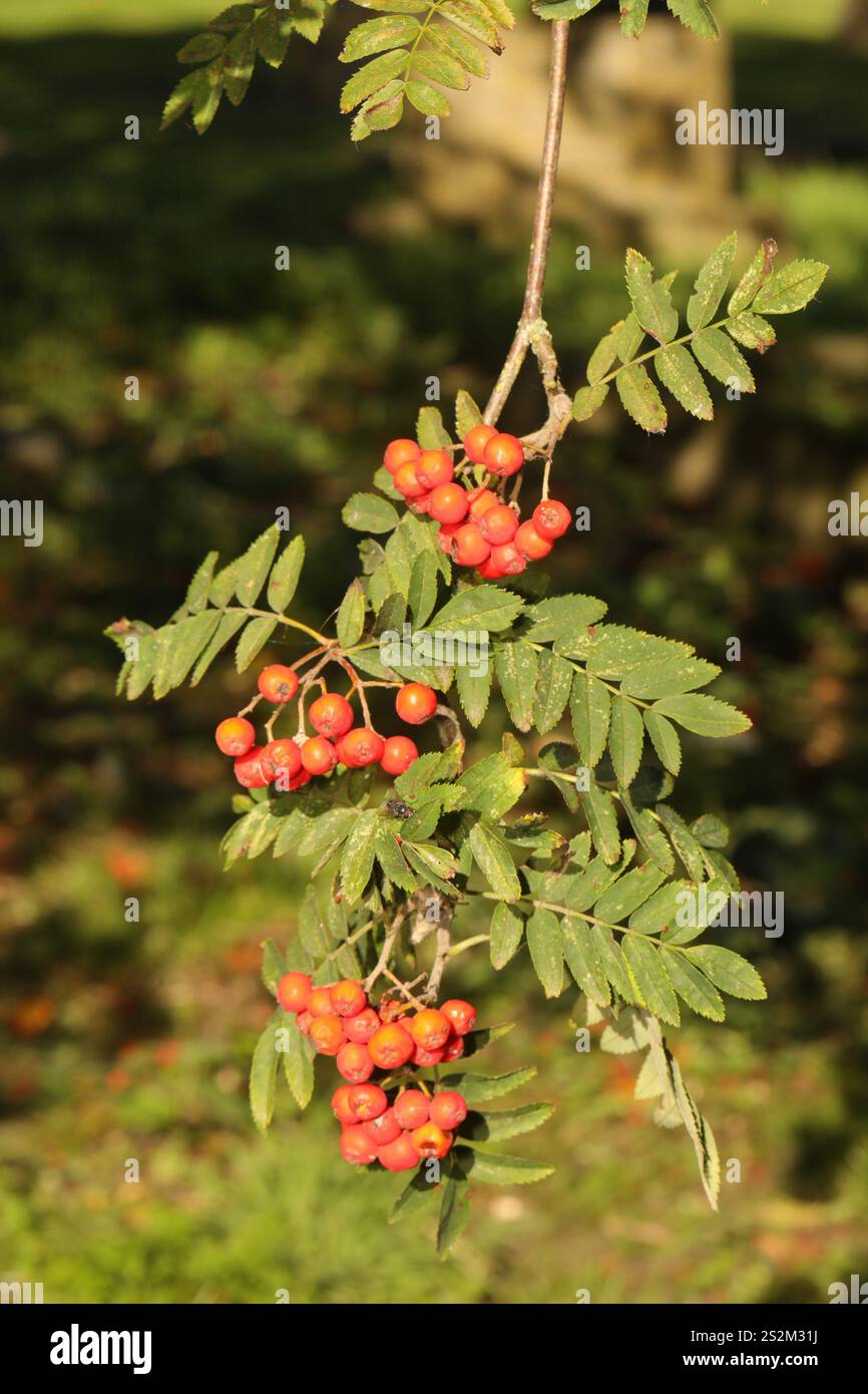 European mountain ash (Sorbus aucuparia Stock Photo - Alamy