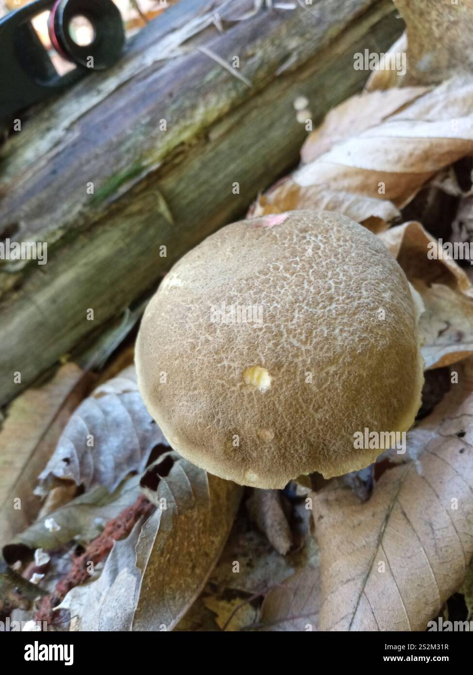Red-cracking Bolete (Xerocomellus chrysenteron Stock Photo - Alamy