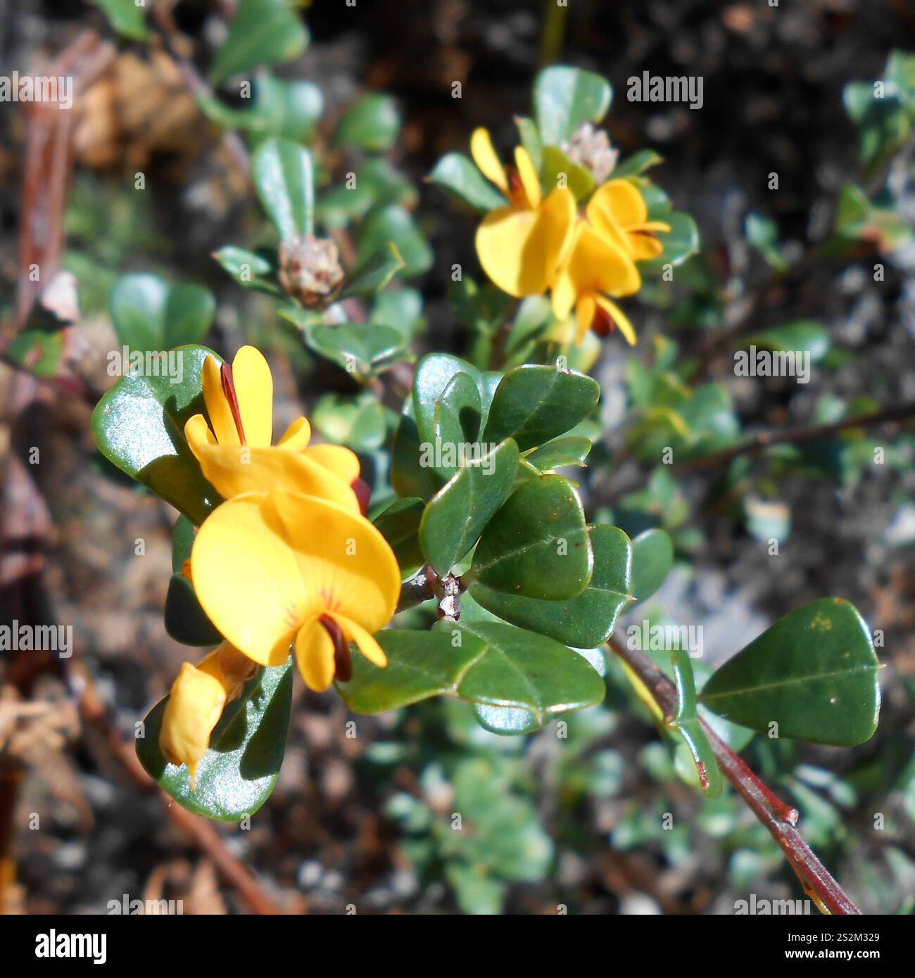 Large-leaf Bush Pea (Pultenaea daphnoides Stock Photo - Alamy