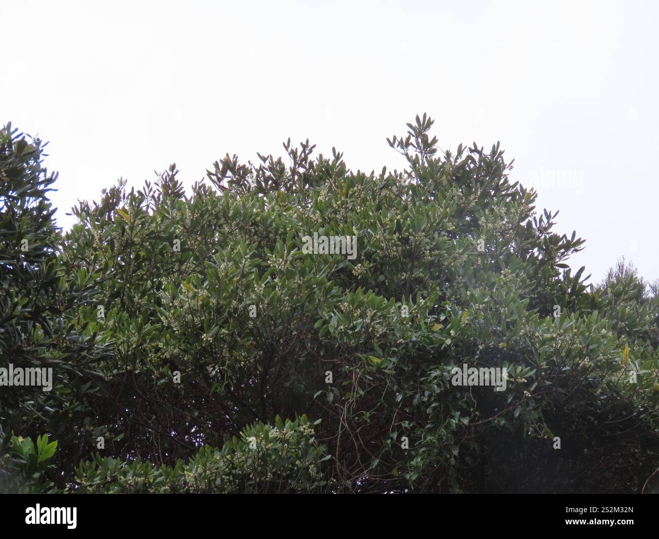 Hinau (Elaeocarpus dentatus Stock Photo - Alamy