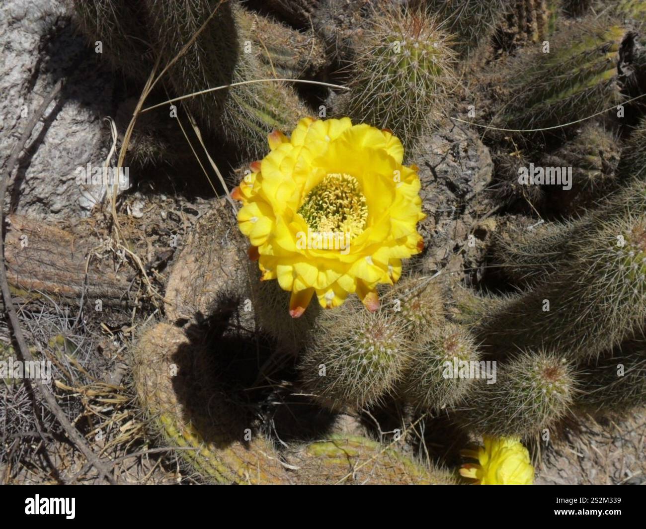 Red Torch Cactus (Trichocereus huascha Stock Photo - Alamy