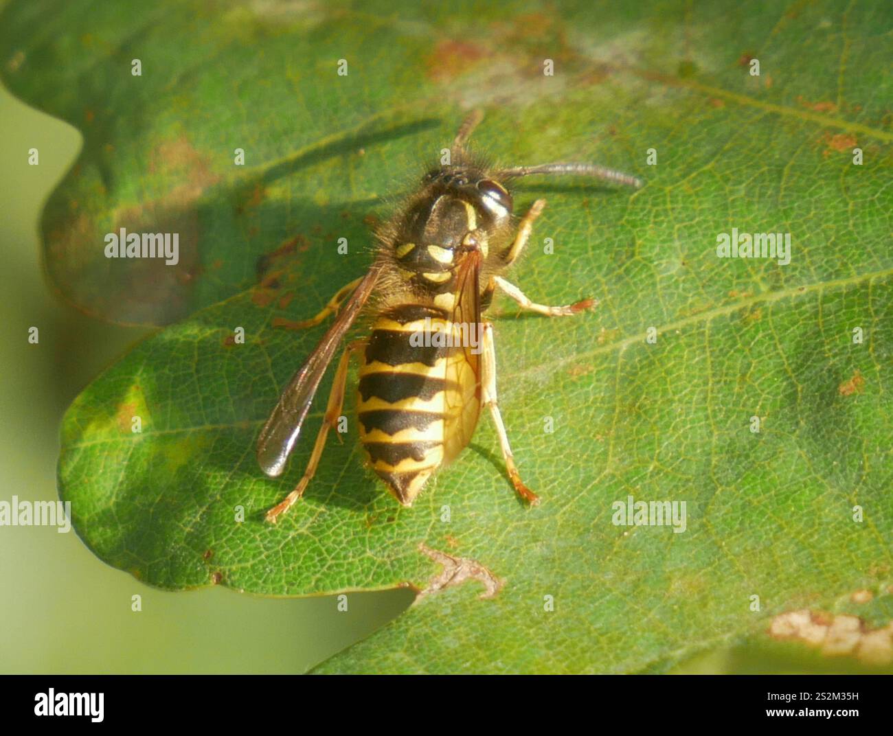 Common European Yellowjacket (Vespula vulgaris Stock Photo - Alamy