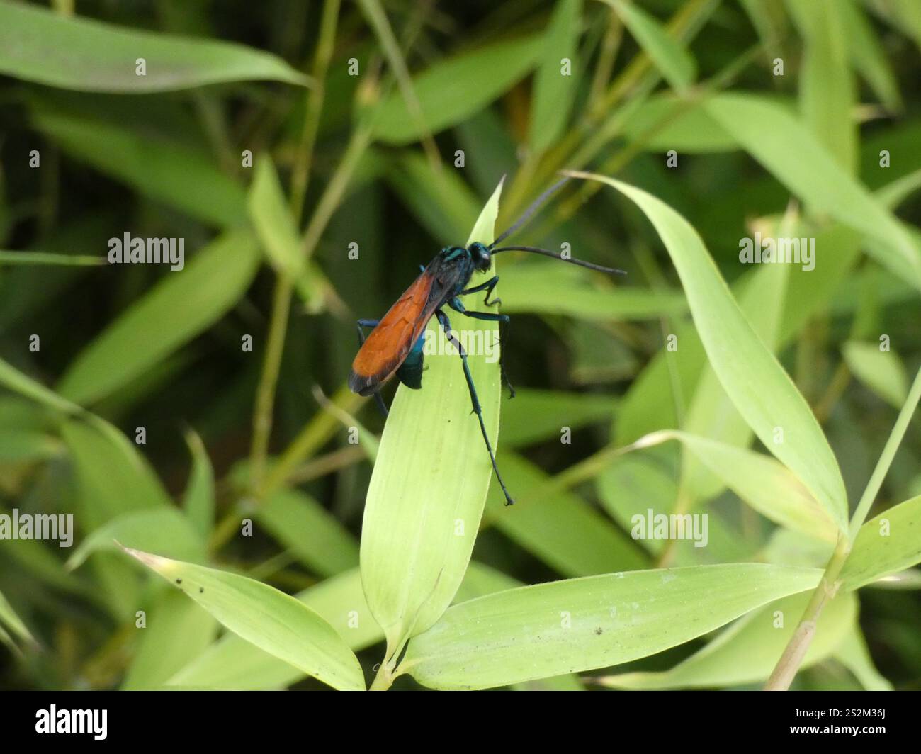 New World Tarantula-hawk Wasps (Pepsis Stock Photo - Alamy