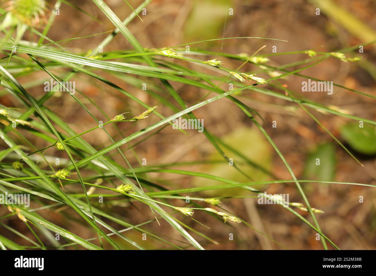Remote Sedge (Carex remota Stock Photo - Alamy