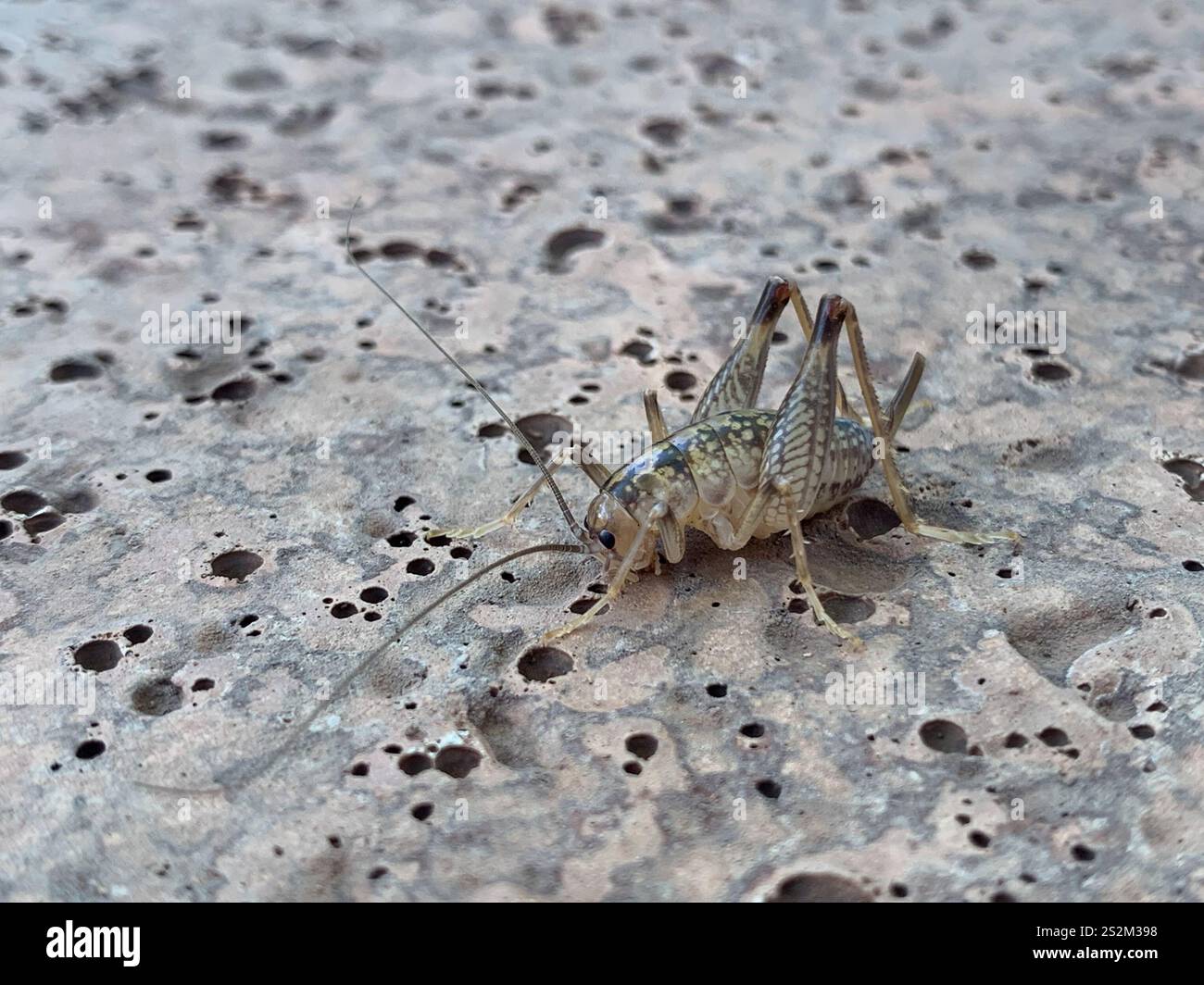 Camel Crickets (Ceuthophilus Stock Photo - Alamy